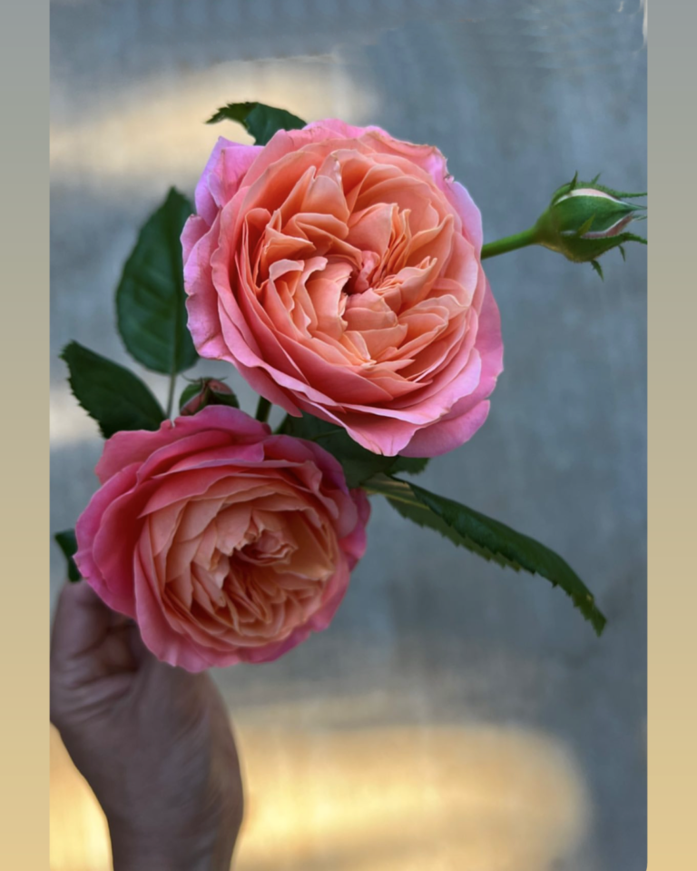 Peach Peony - Peterkort Roses