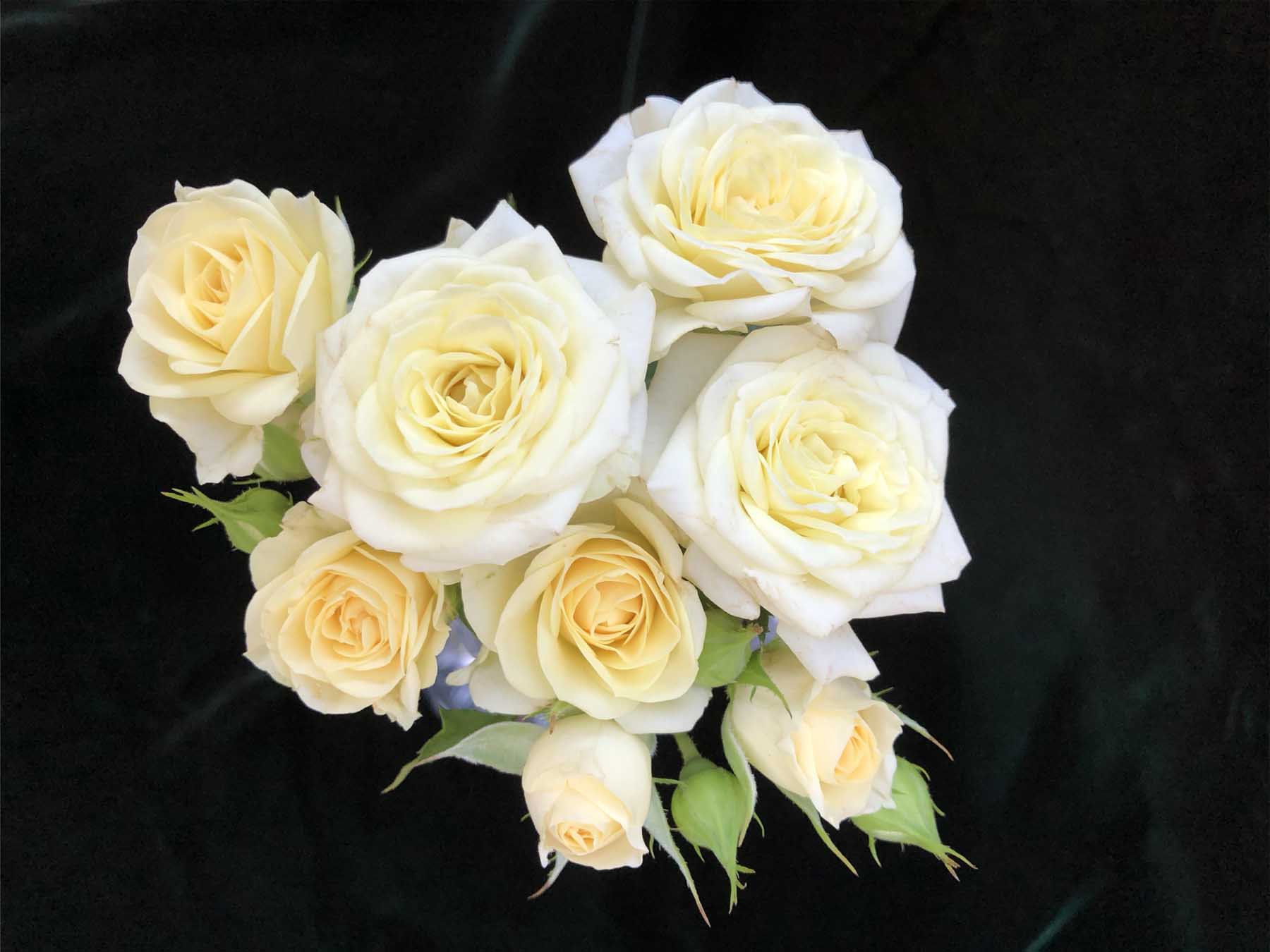 Rose Archives - Peterkort Roses