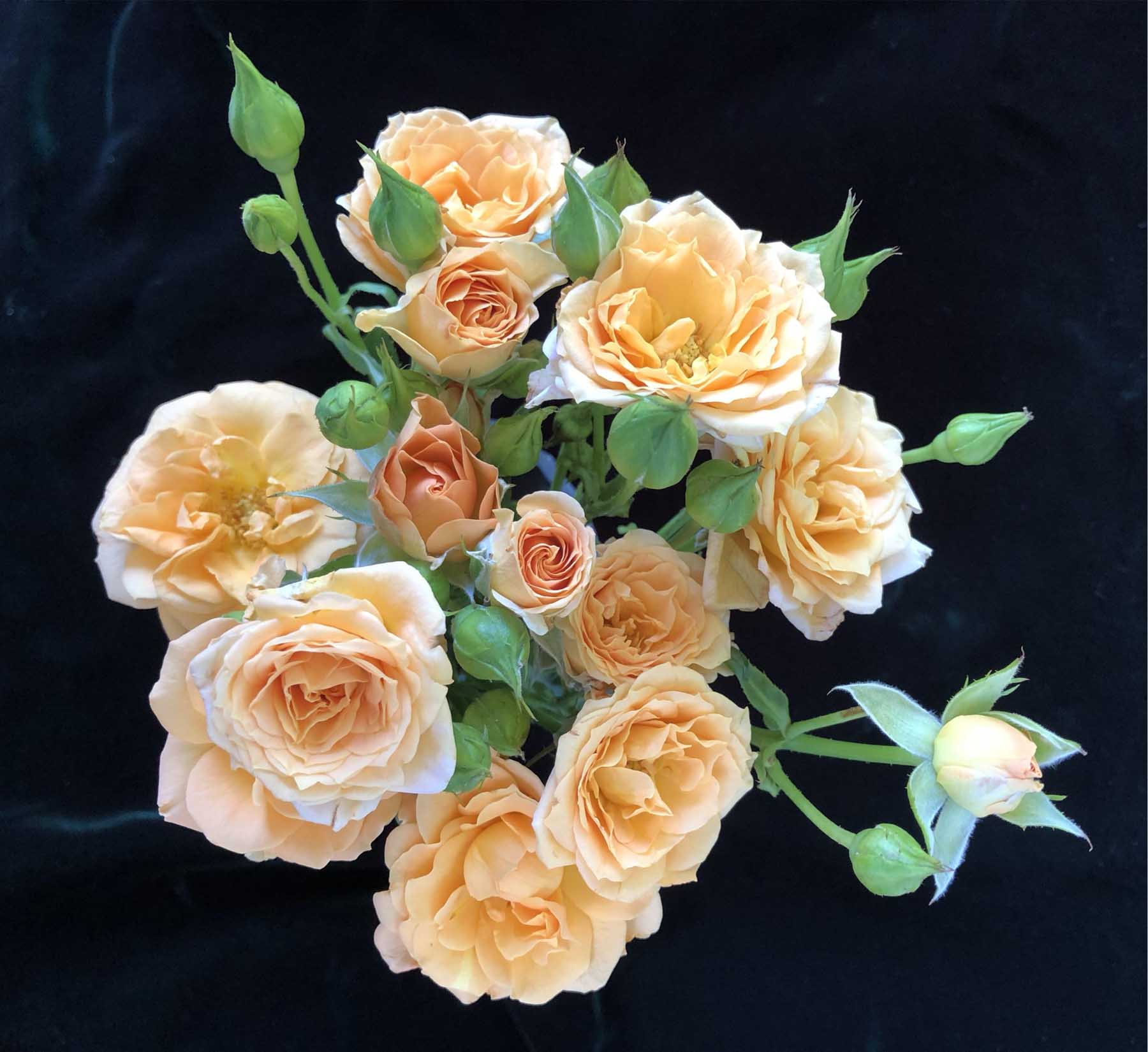 Rose Archives - Peterkort Roses