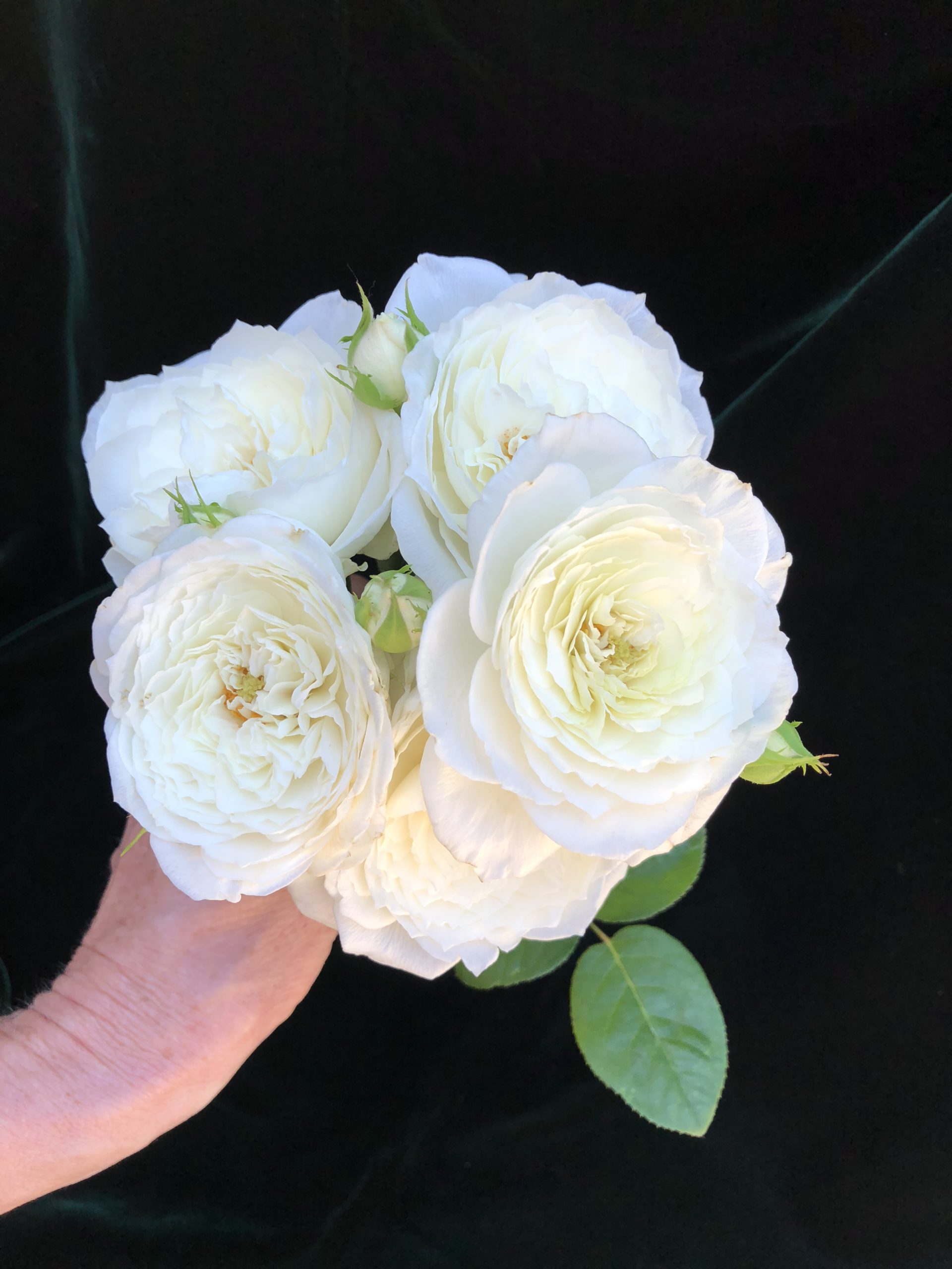 Princess Bride - Peterkort Roses