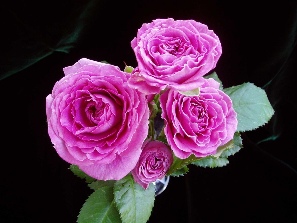 Purple Archives - Peterkort Roses