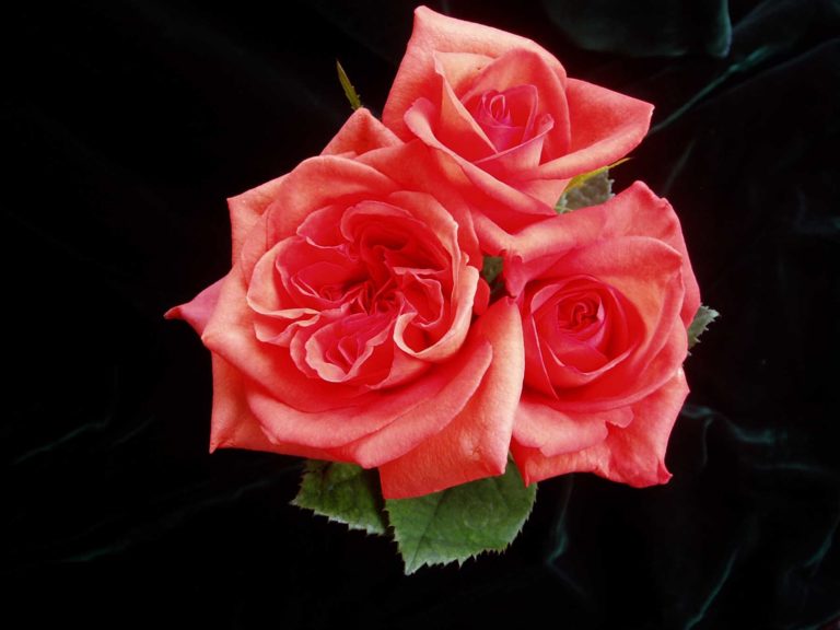 Standard Archives - Peterkort Roses