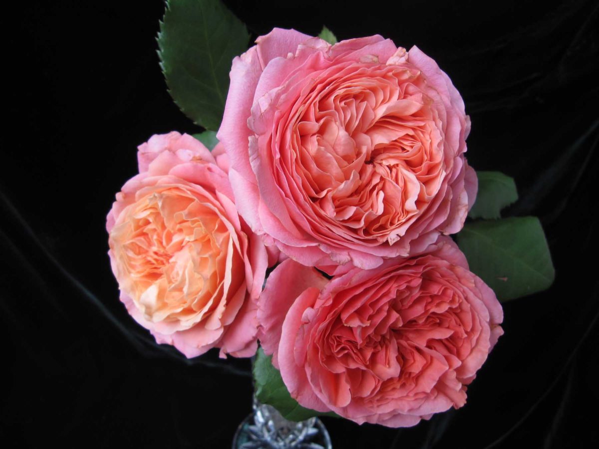 Coral Archives - Peterkort Roses