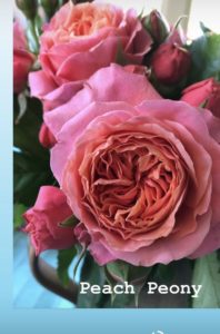 Peach Peony - Peterkort Roses