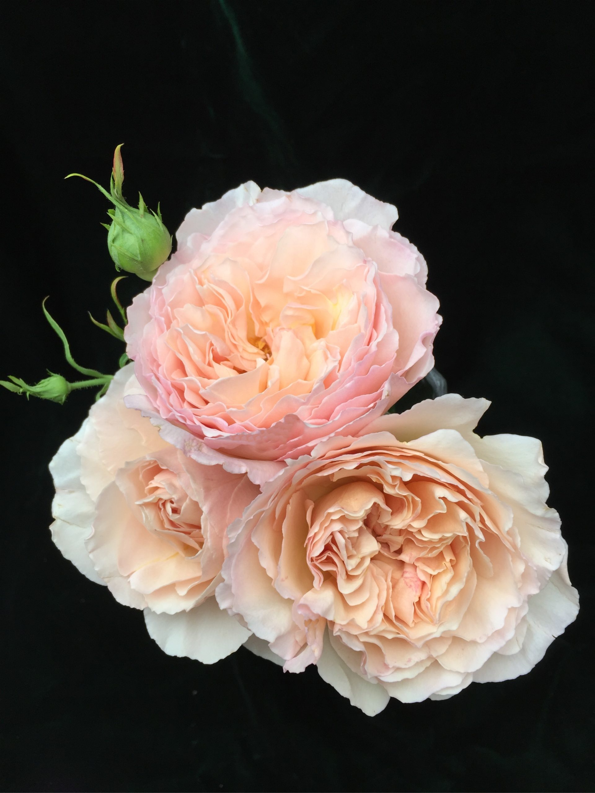 Peach Archives - Peterkort Roses