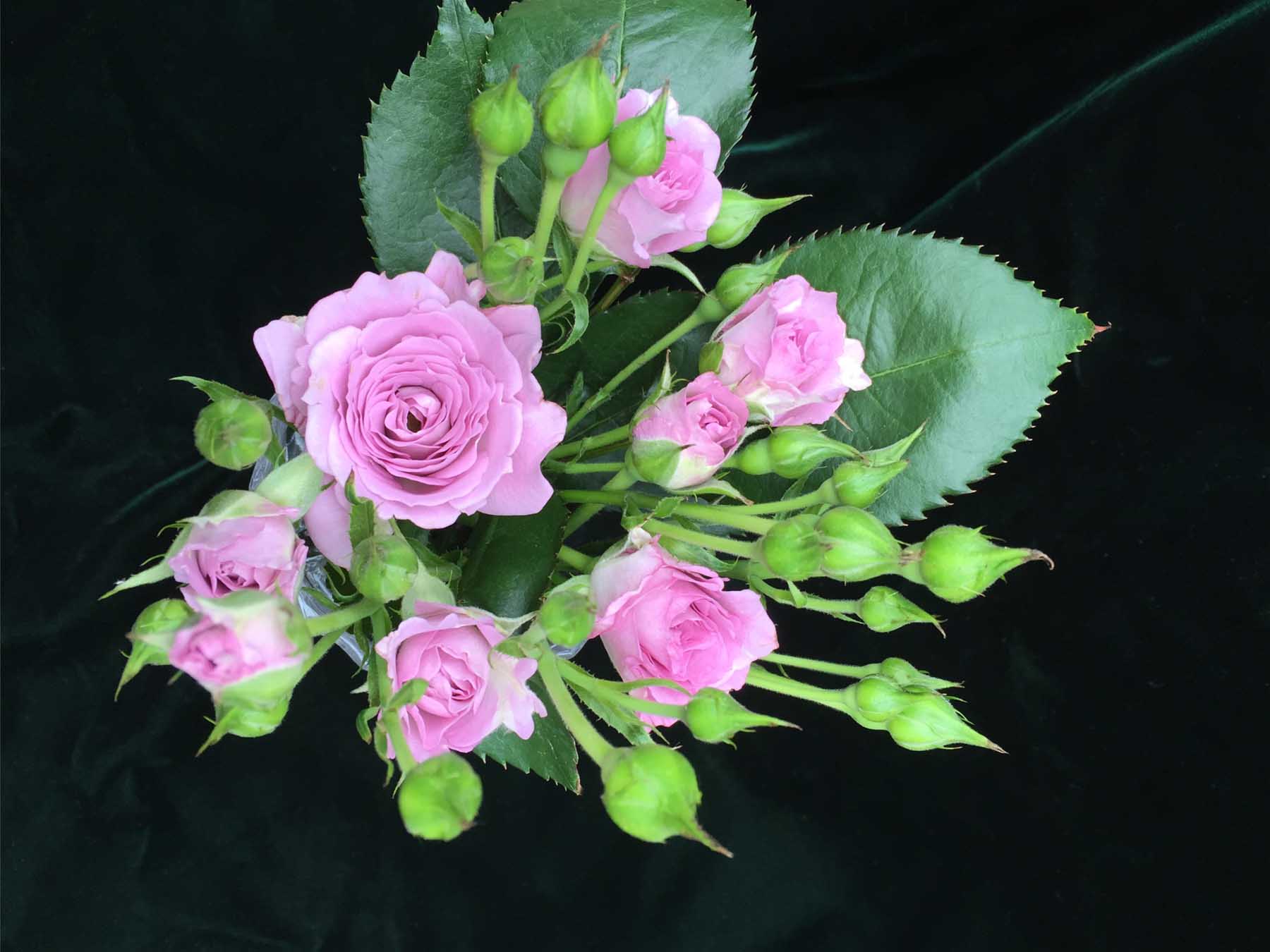 Lavender Archives - Peterkort Roses