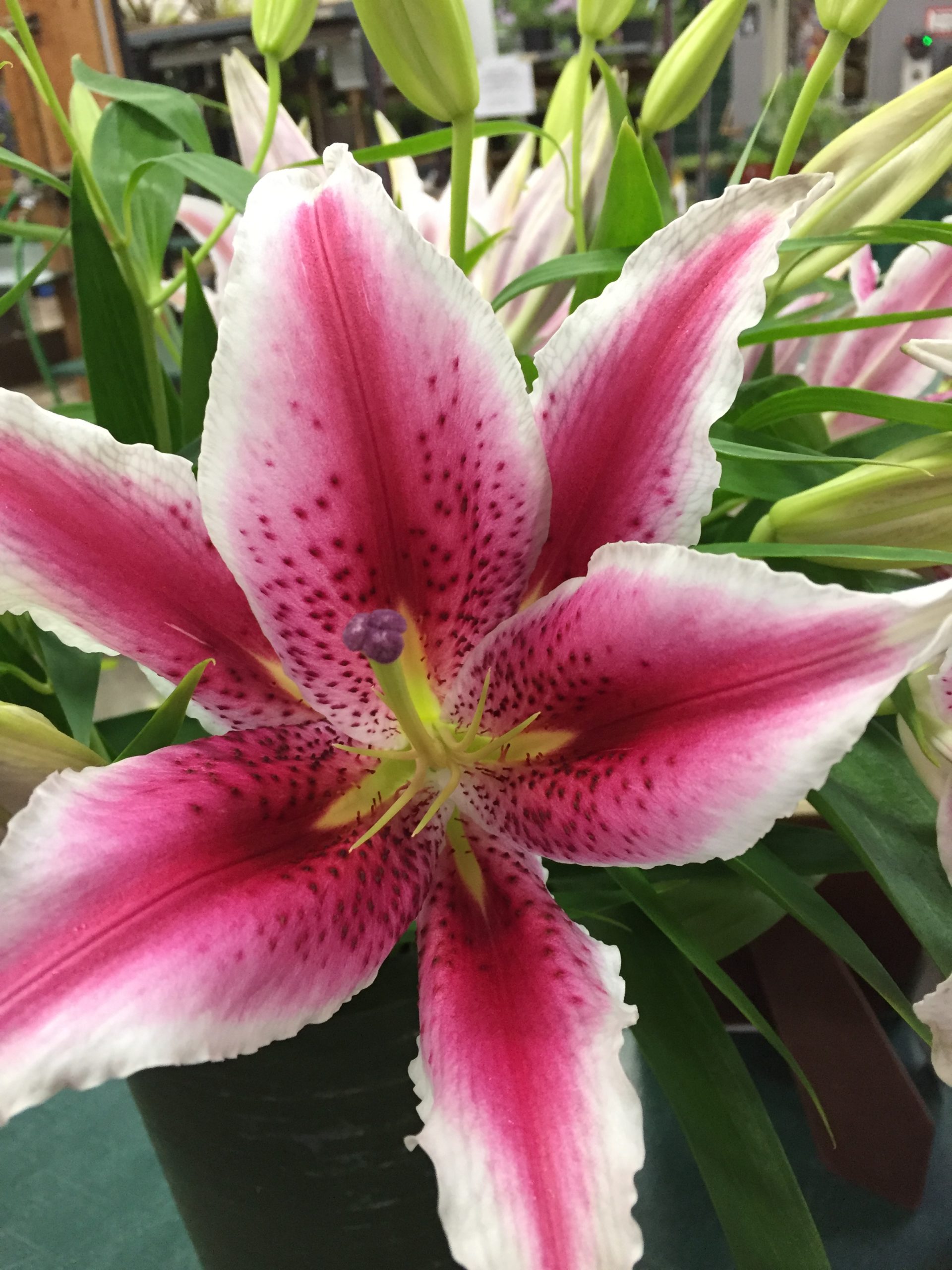 Lilies - Stargazers - Peterkort Roses