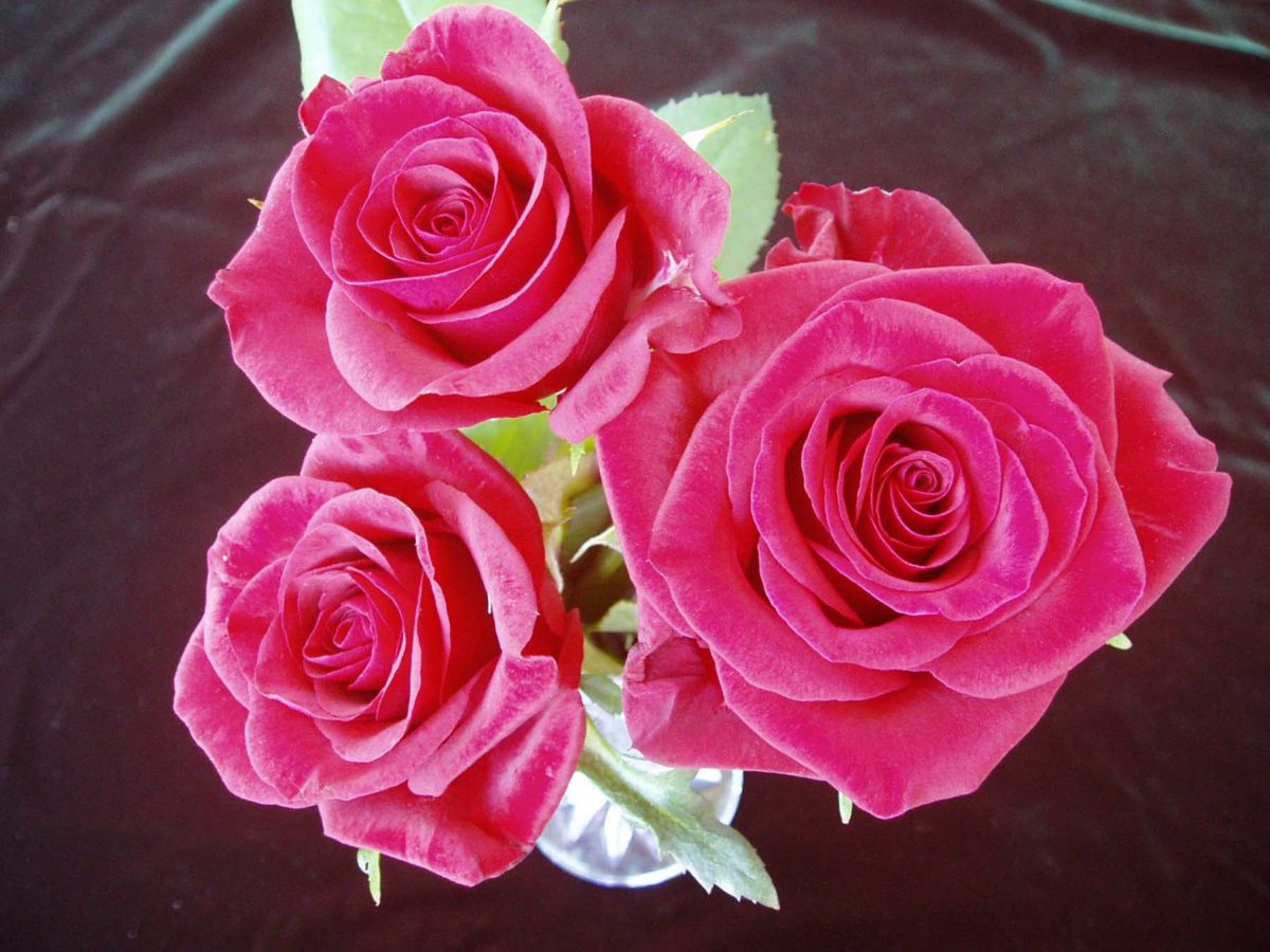 Bordeaux - Peterkort Roses