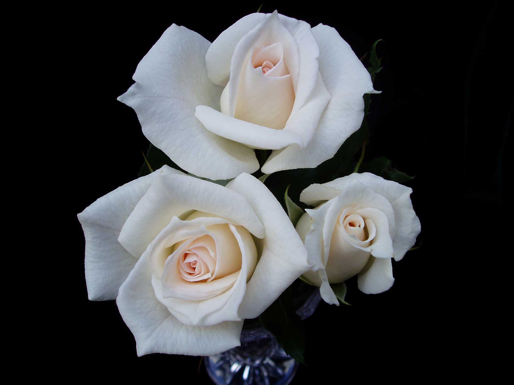 Peterkort Roses - Peterkort Roses