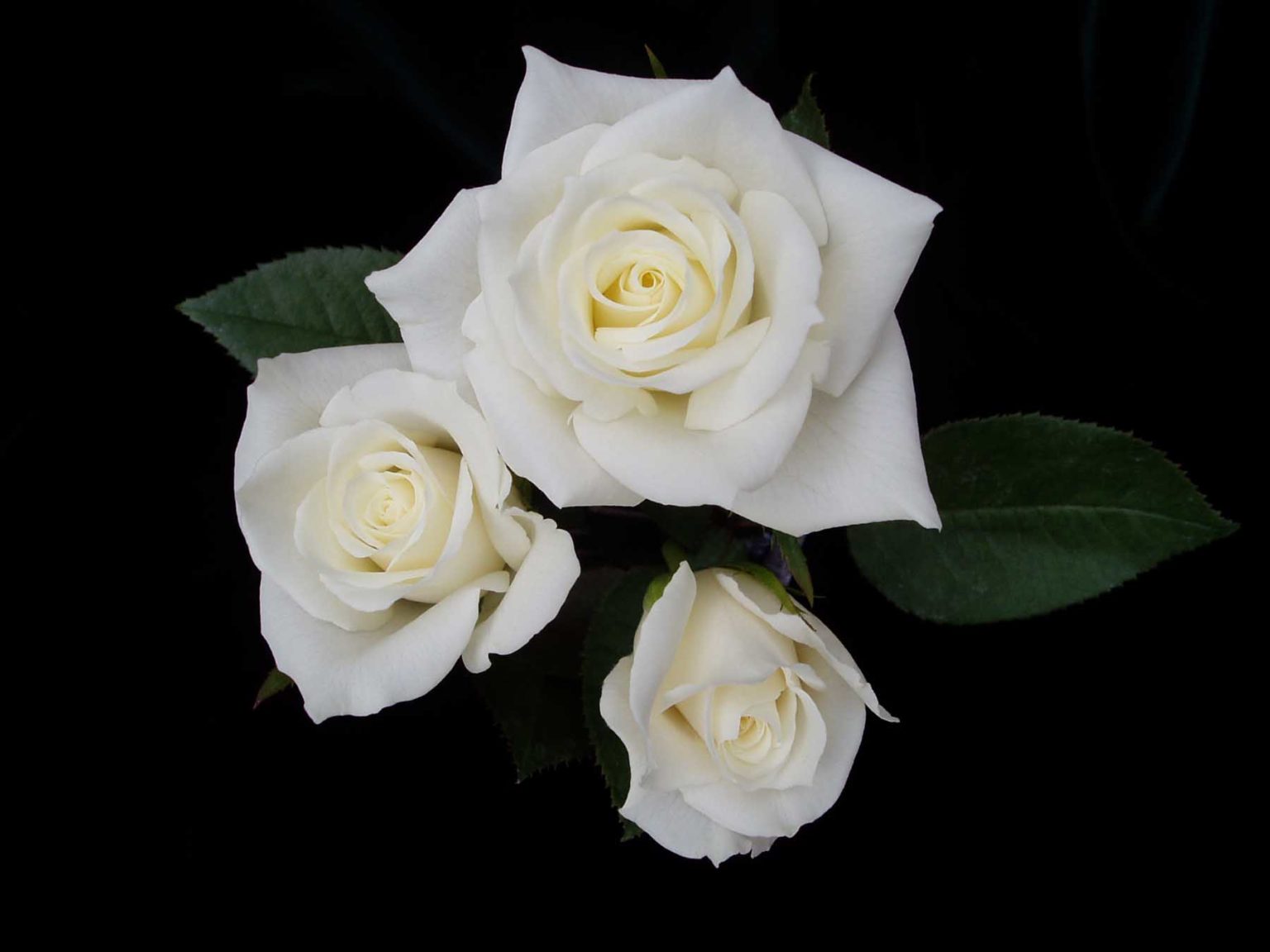 Eskimo - Peterkort Roses