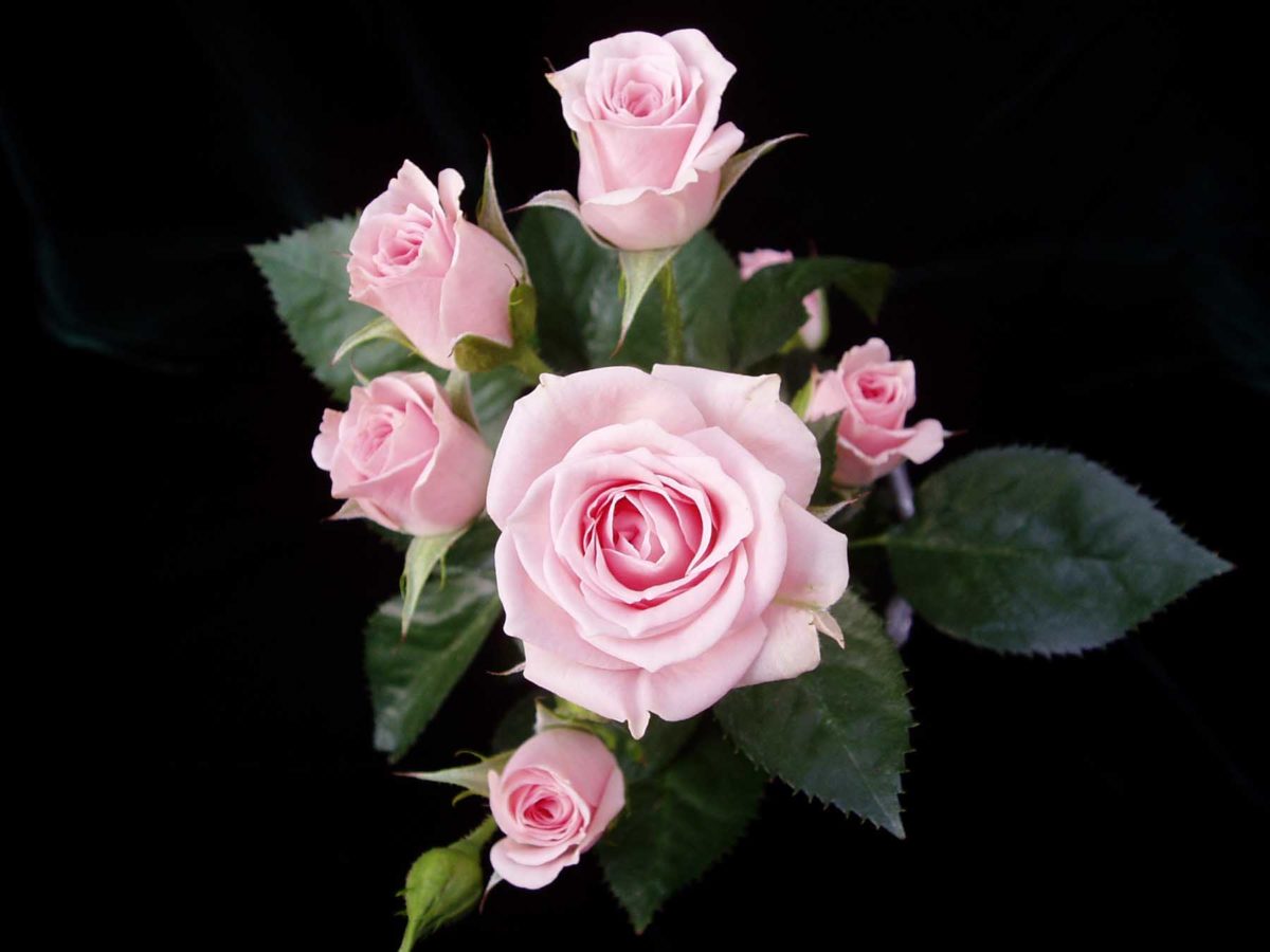 Lydia - Peterkort Roses