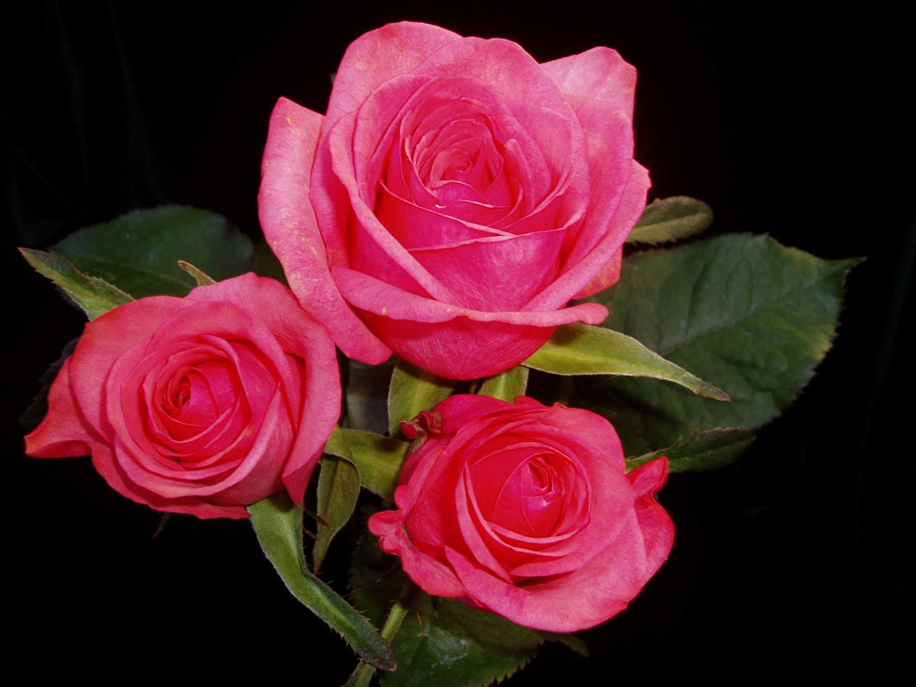 Moscow - Peterkort Roses