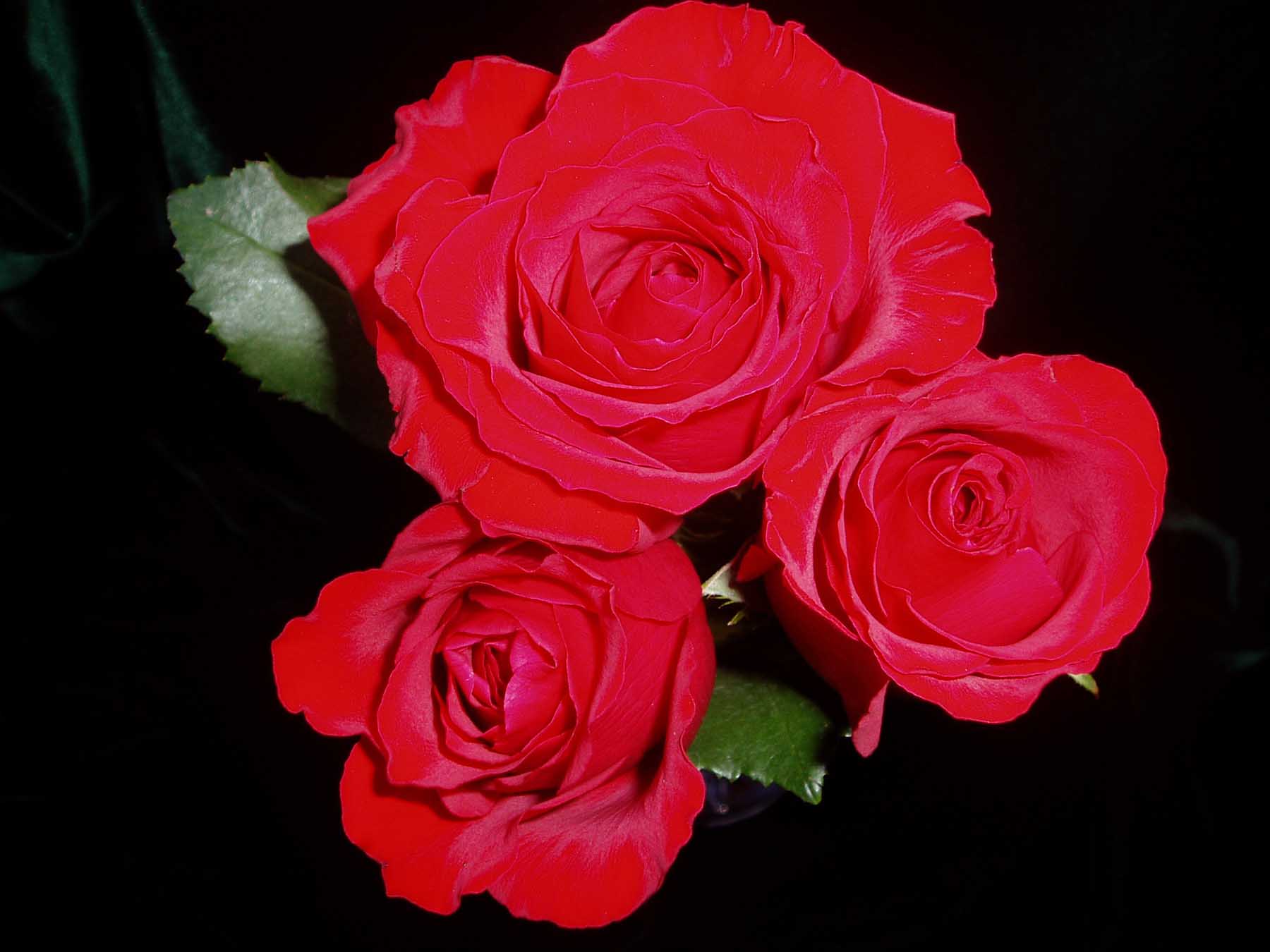 Red France - Peterkort Roses