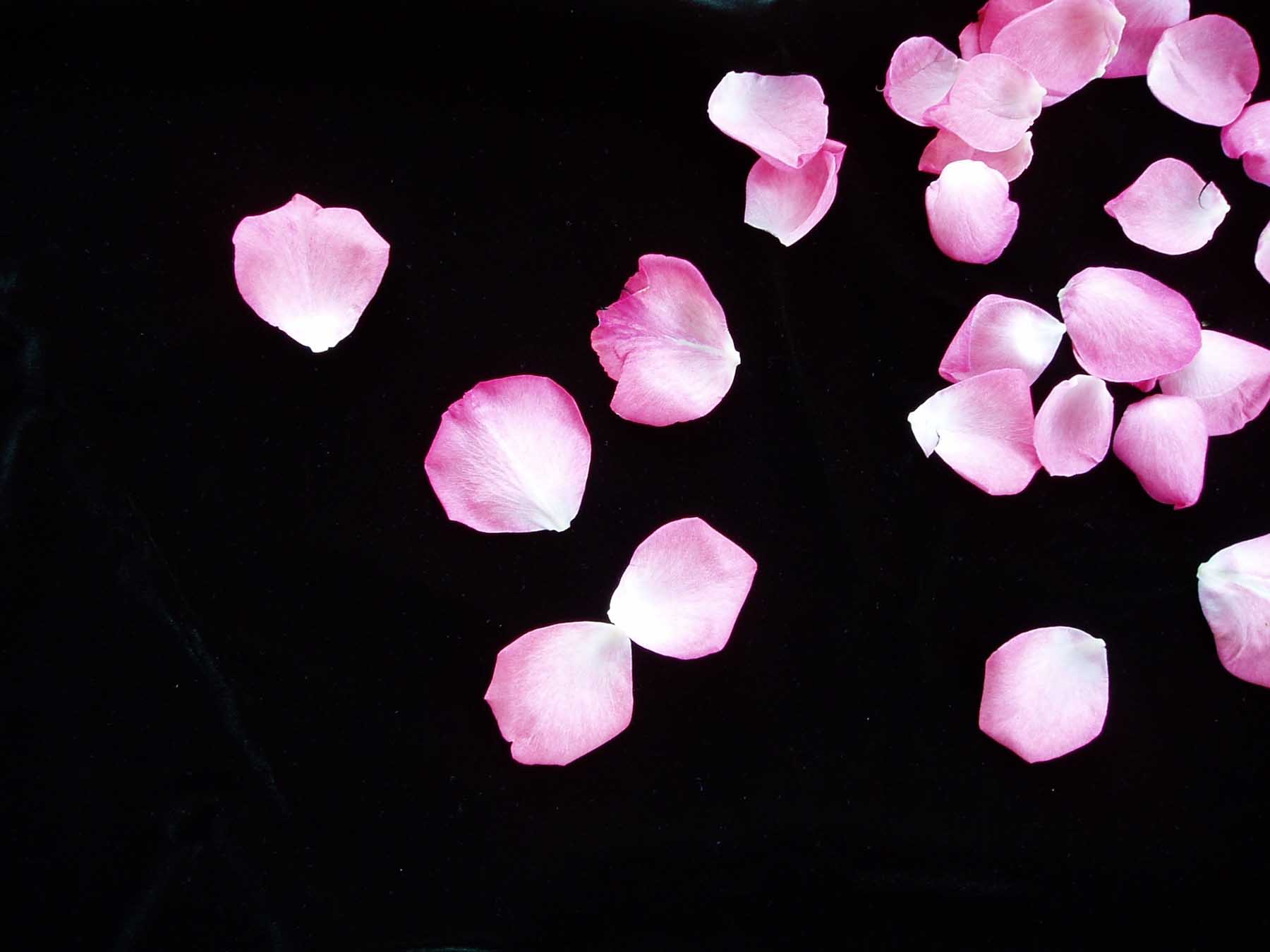 Lavender Archives - Peterkort Roses