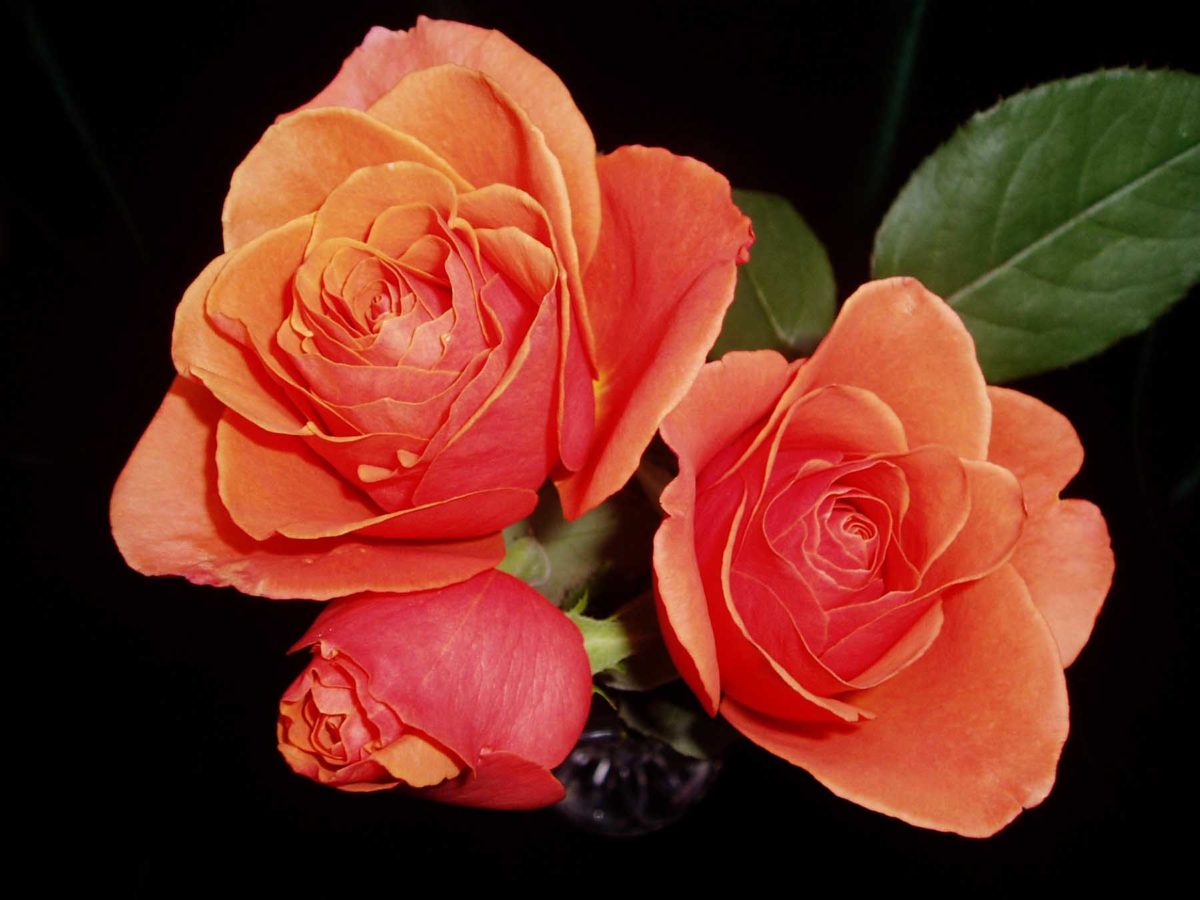 Coral Archives - Peterkort Roses