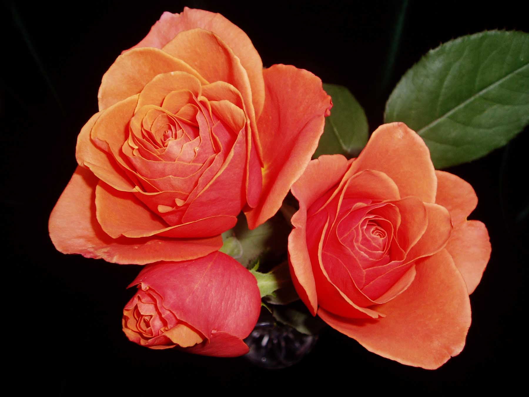 Spicy - Peterkort Roses