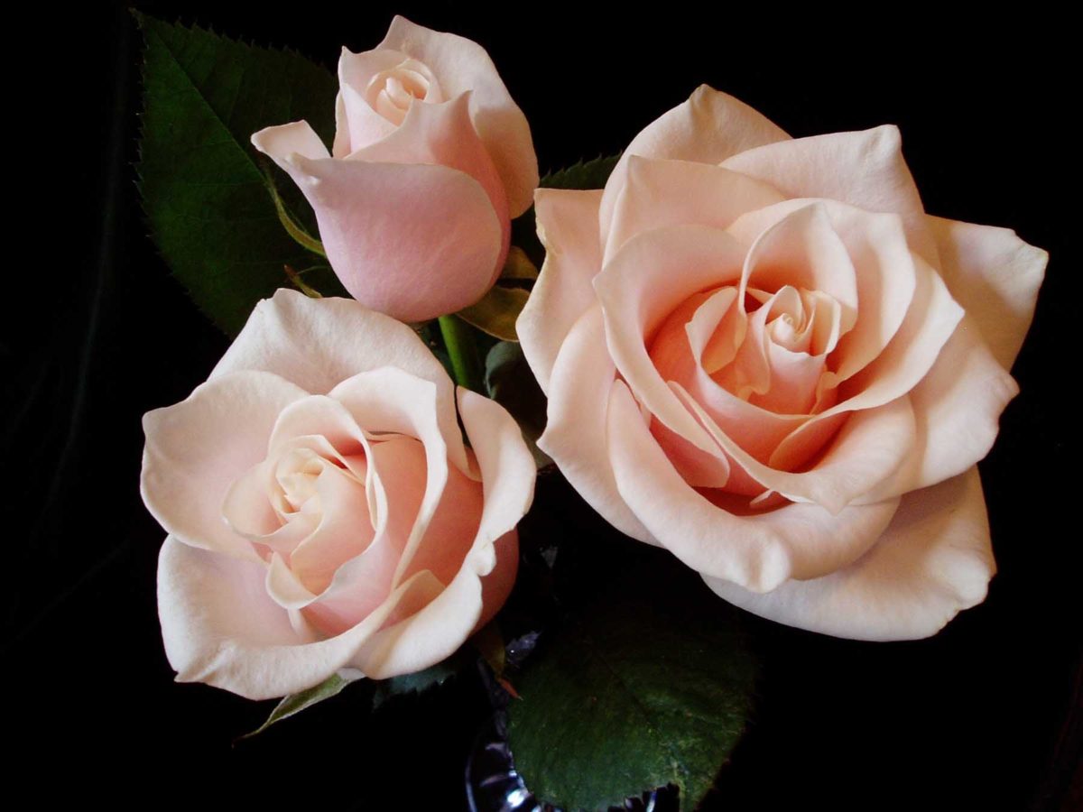 Talea+ - Peterkort Roses