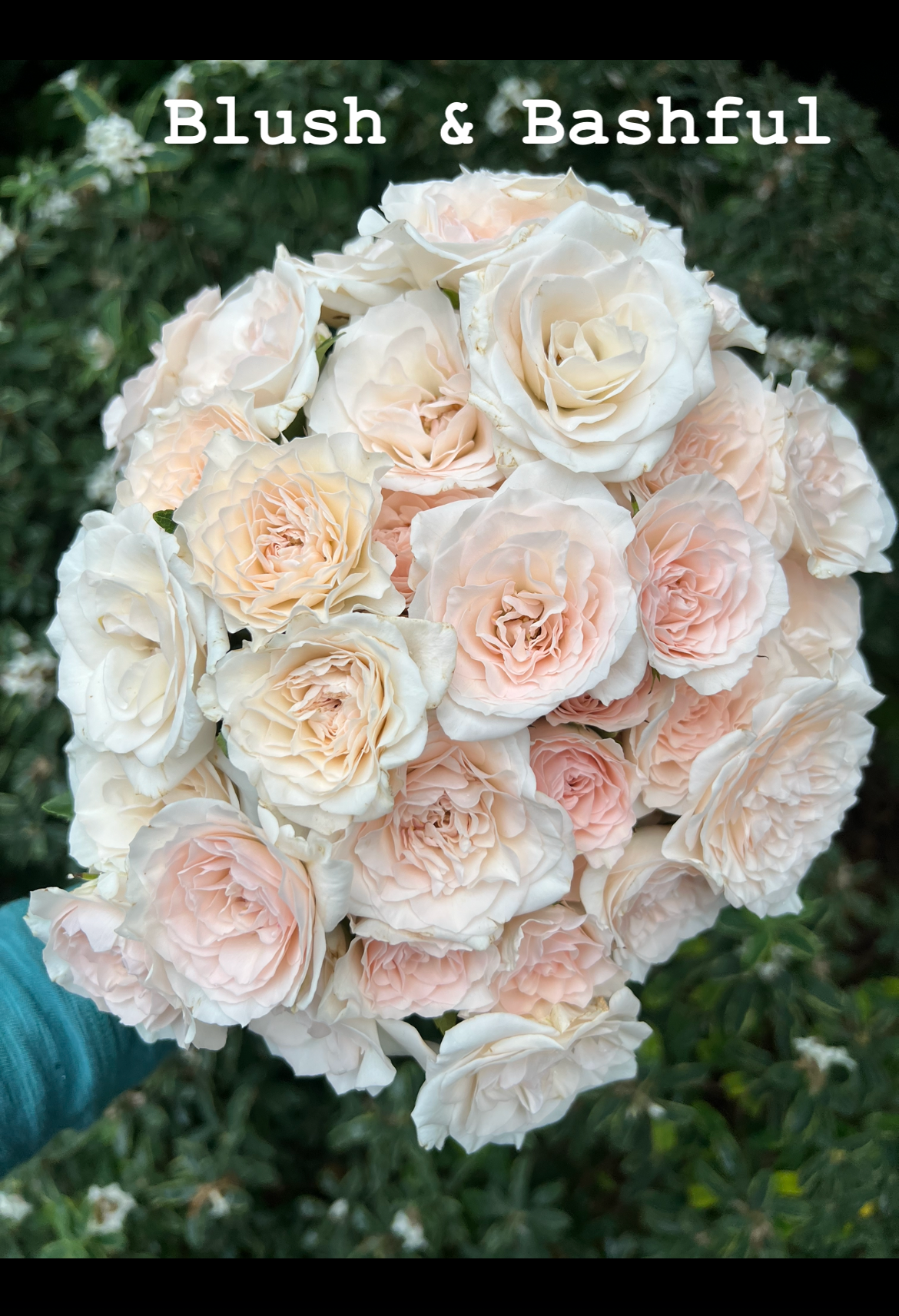 Peterkort Roses - Peterkort Roses