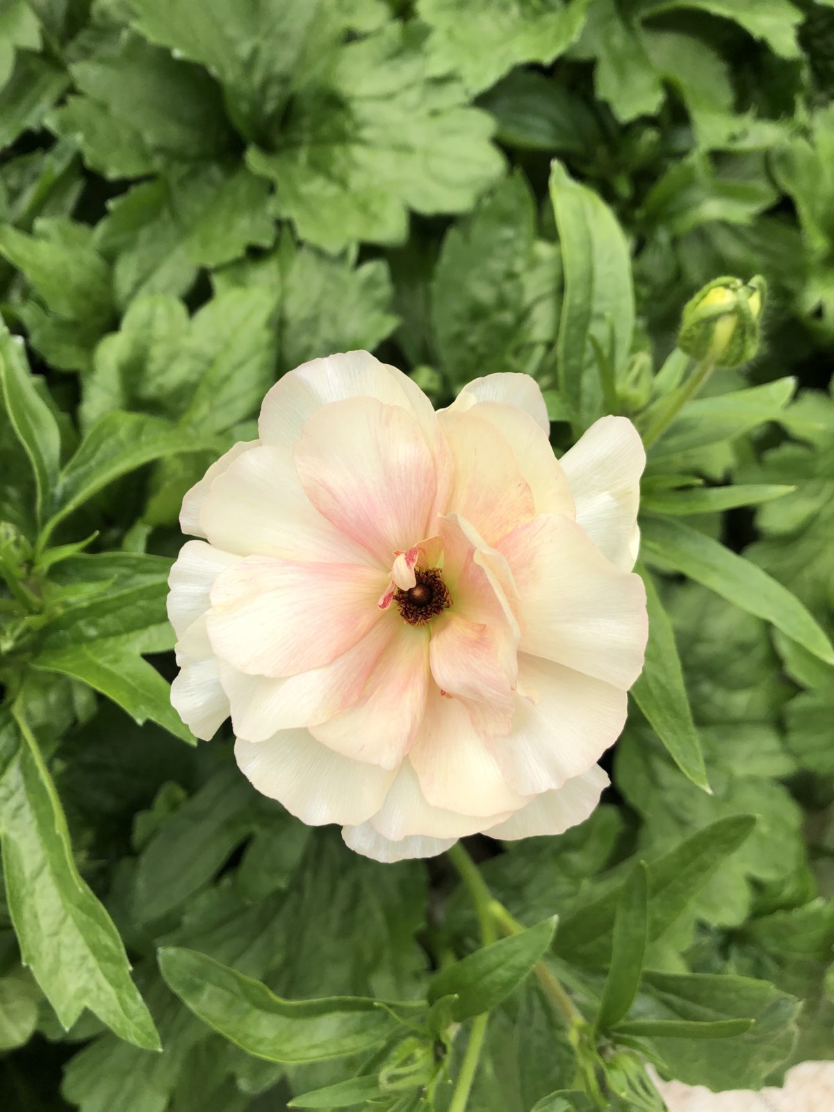 Butterfly Ranunculus, Blush - Peterkort Roses