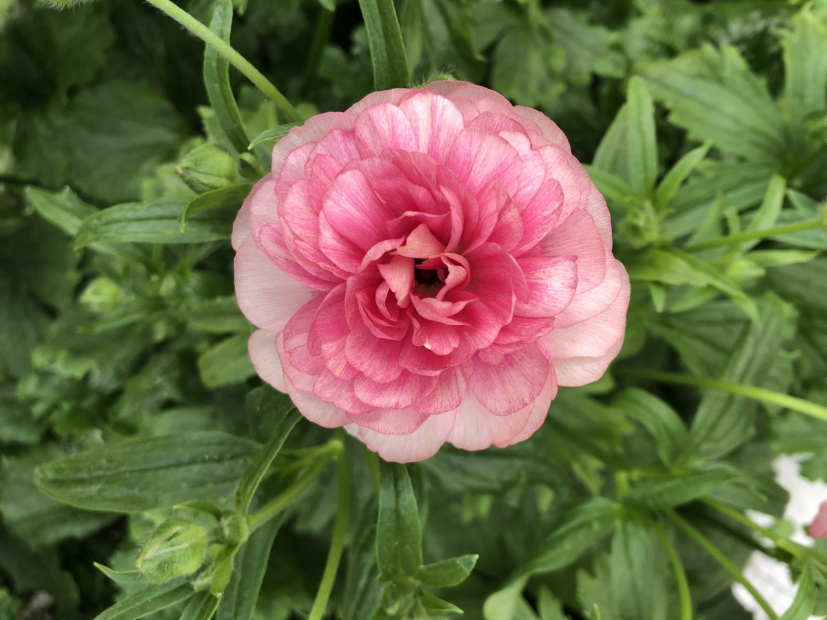 Butterfly Ranunculus, Pink - Peterkort Roses