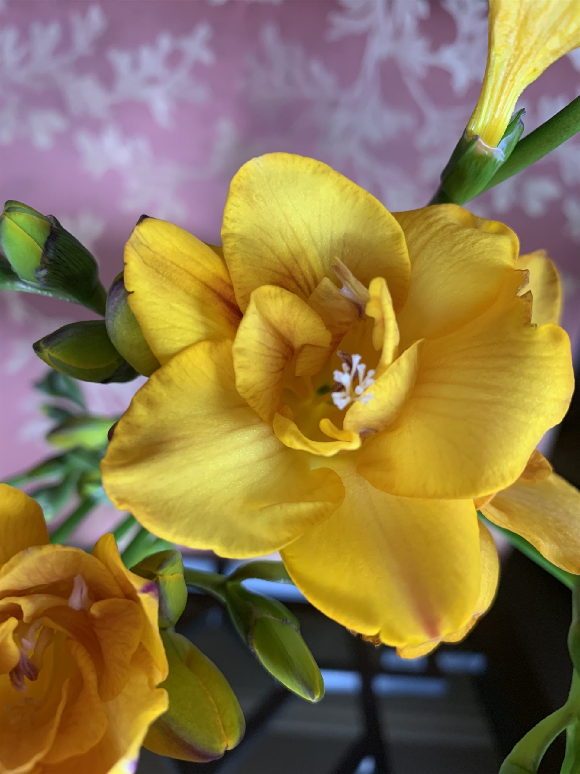 Freesia, Gold - Peterkort Roses