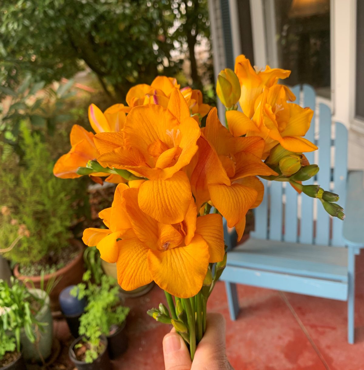 Freesia, Gold - Peterkort Roses