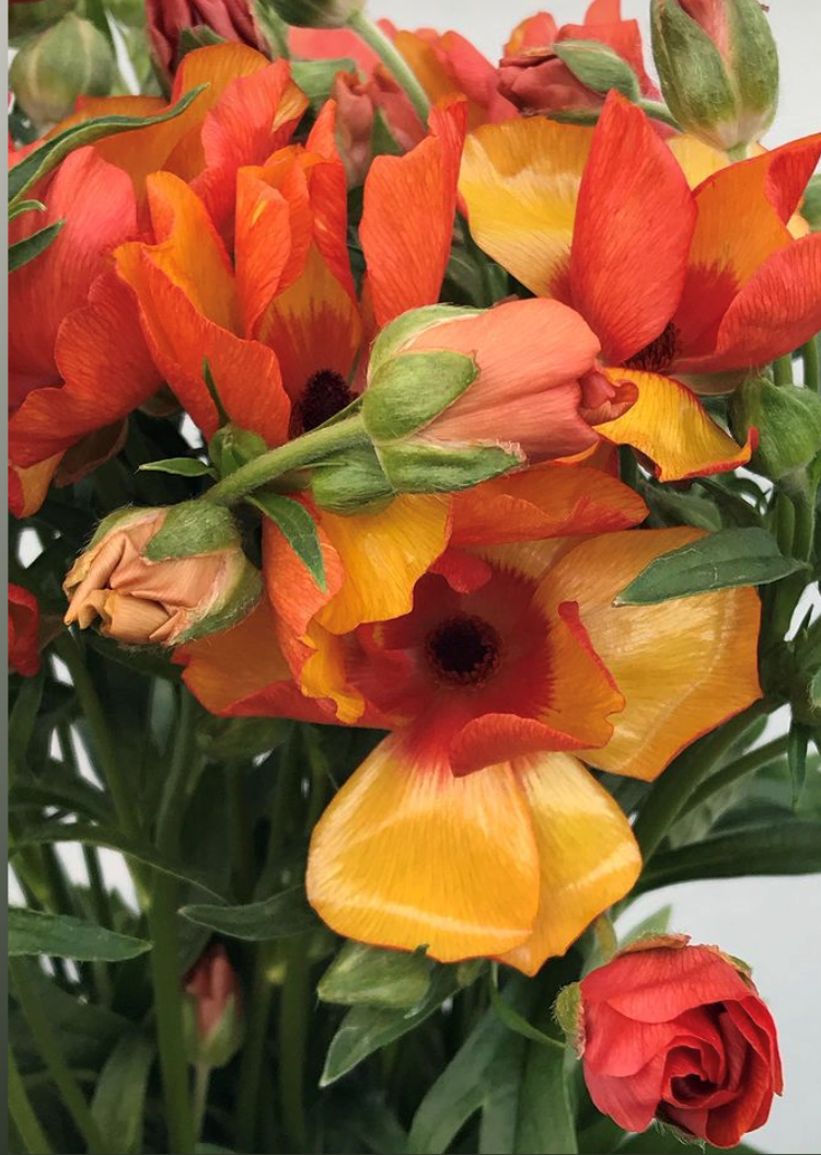 Butterfly Ranunculus, Golden Bronze - Peterkort Roses