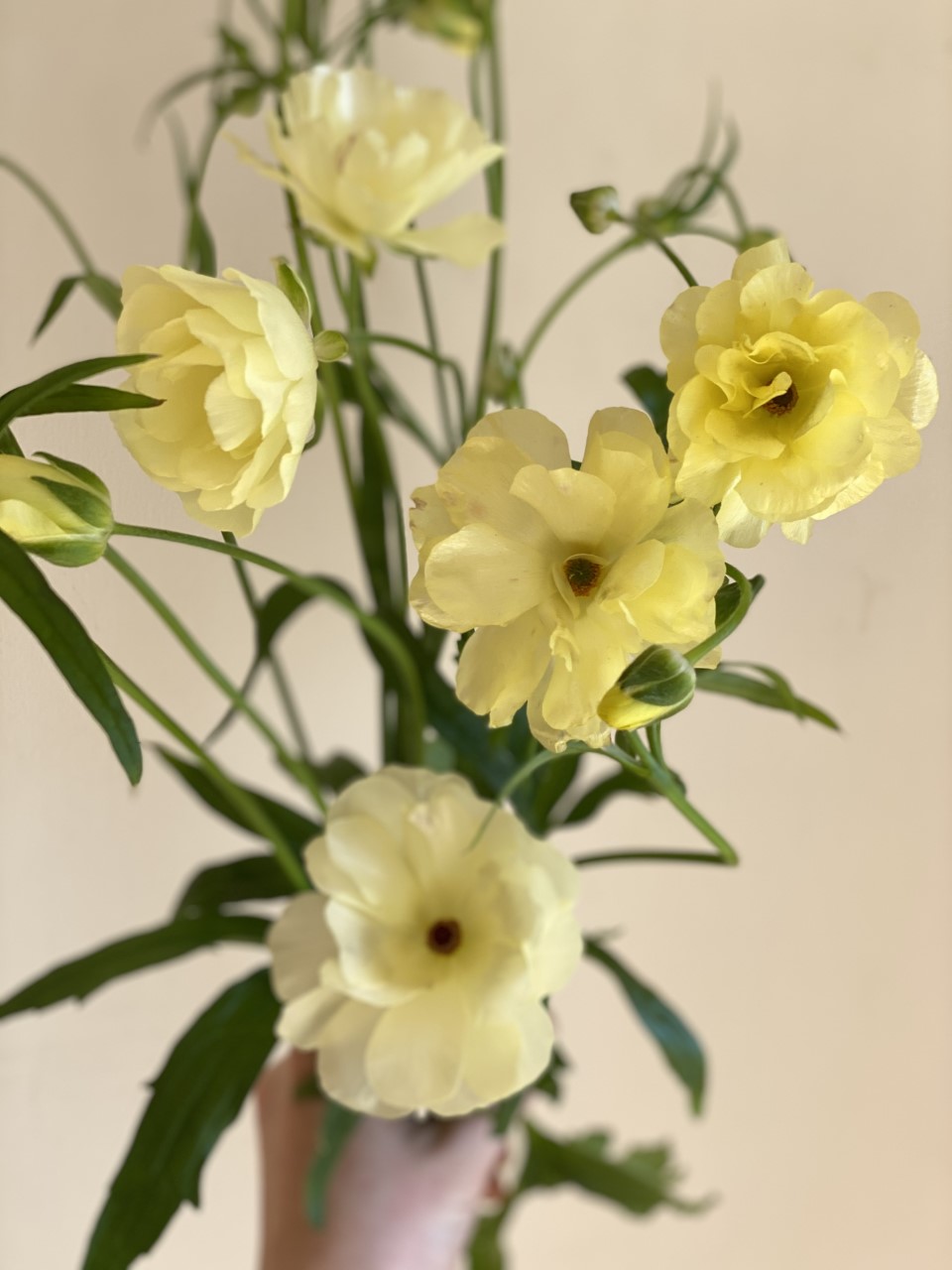 Butterfly Ranunculus, Pale Yellow - Peterkort Roses