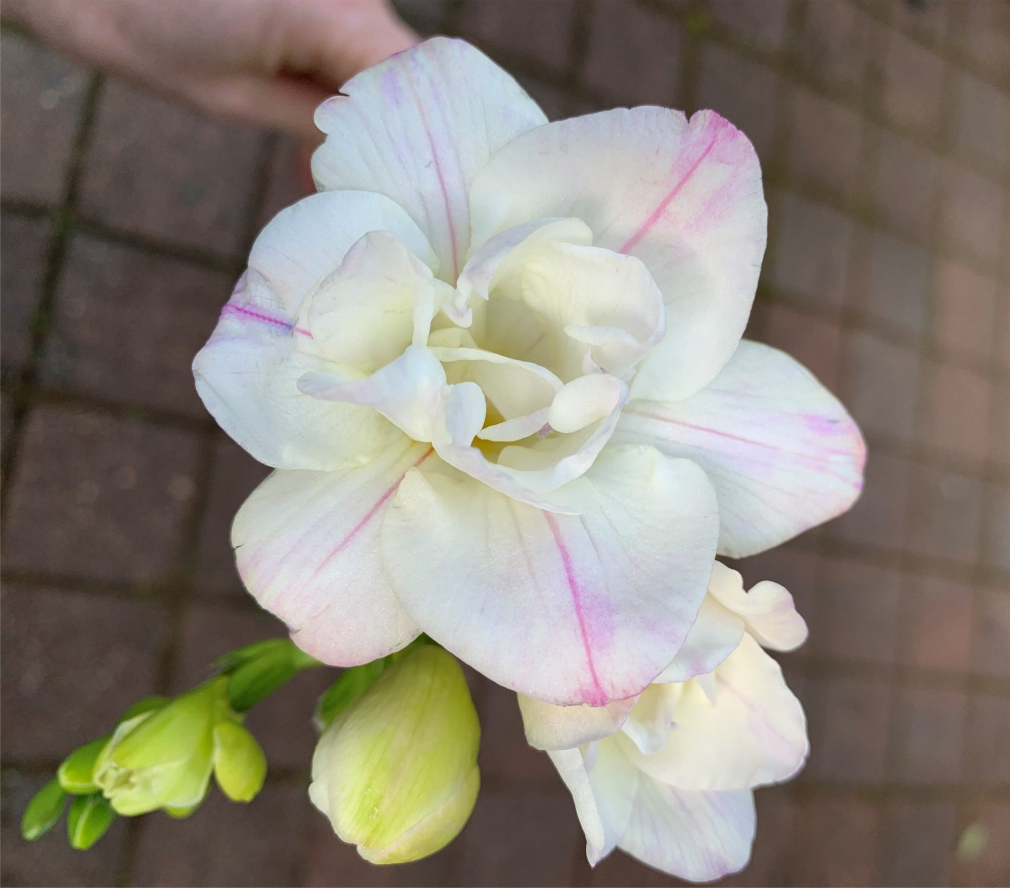 Freesia, Blush - Peterkort Roses
