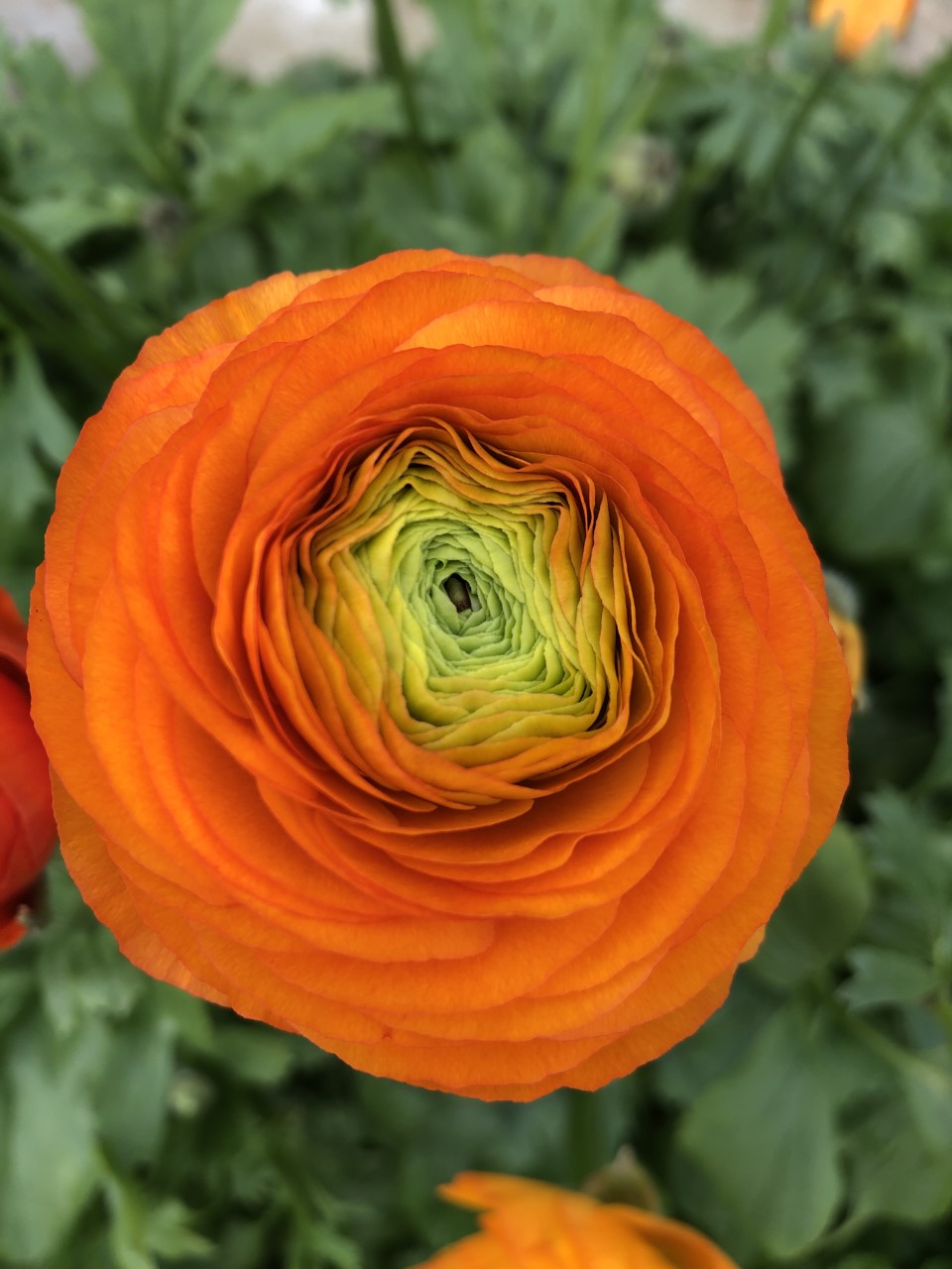 Ranunculus, Orange - Peterkort Roses