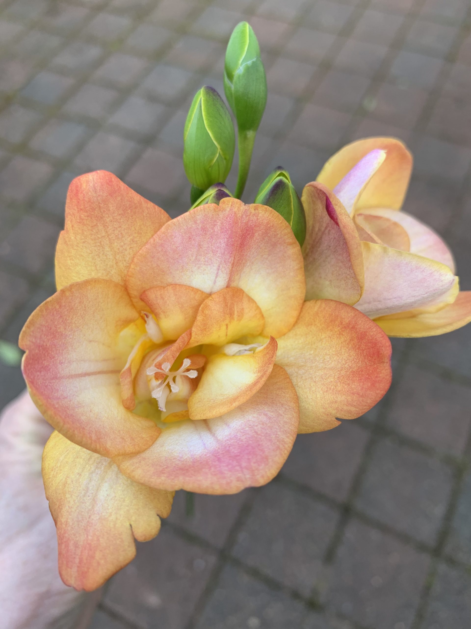 Freesia, peach - Peterkort Roses
