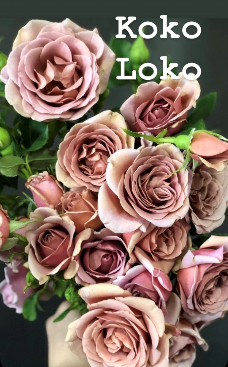 Koko Loco - Peterkort Roses