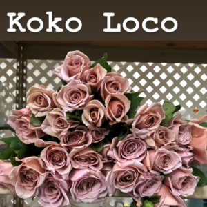 Koko Loco - Peterkort Roses