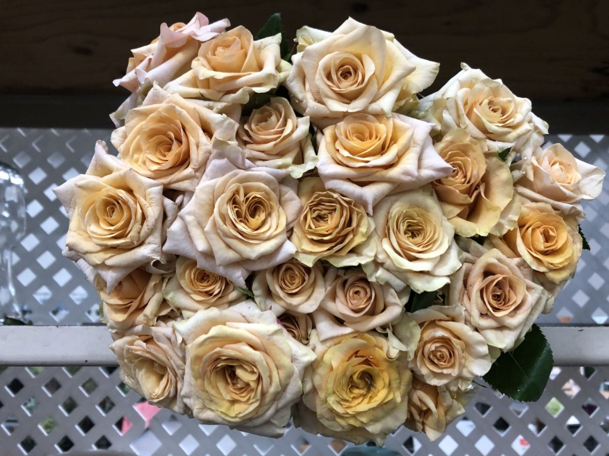 Golden Shannon - Peterkort Roses