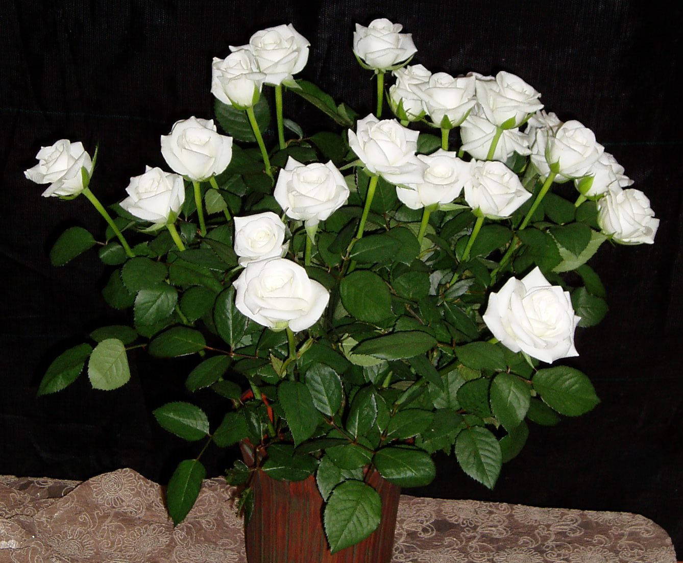 Akito - Peterkort Roses