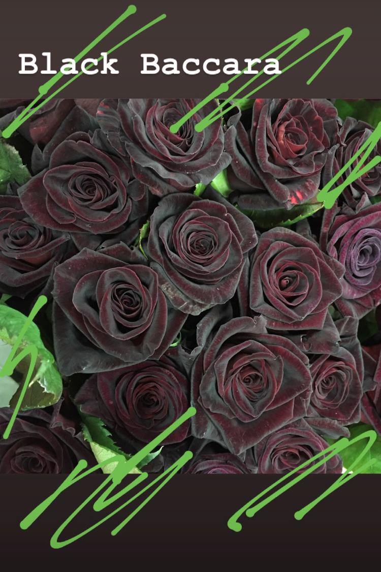 Black Baccara - Peterkort Roses