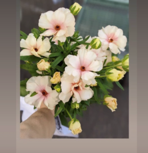 Butterfly Ranunculus, Blush - Peterkort Roses