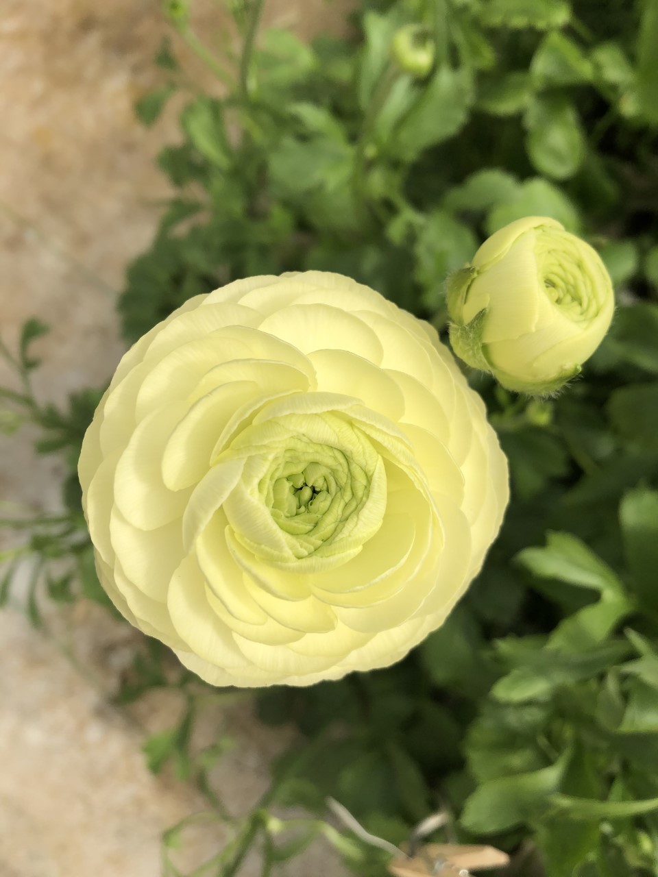 Ranunculus, pale yellow - Peterkort Roses