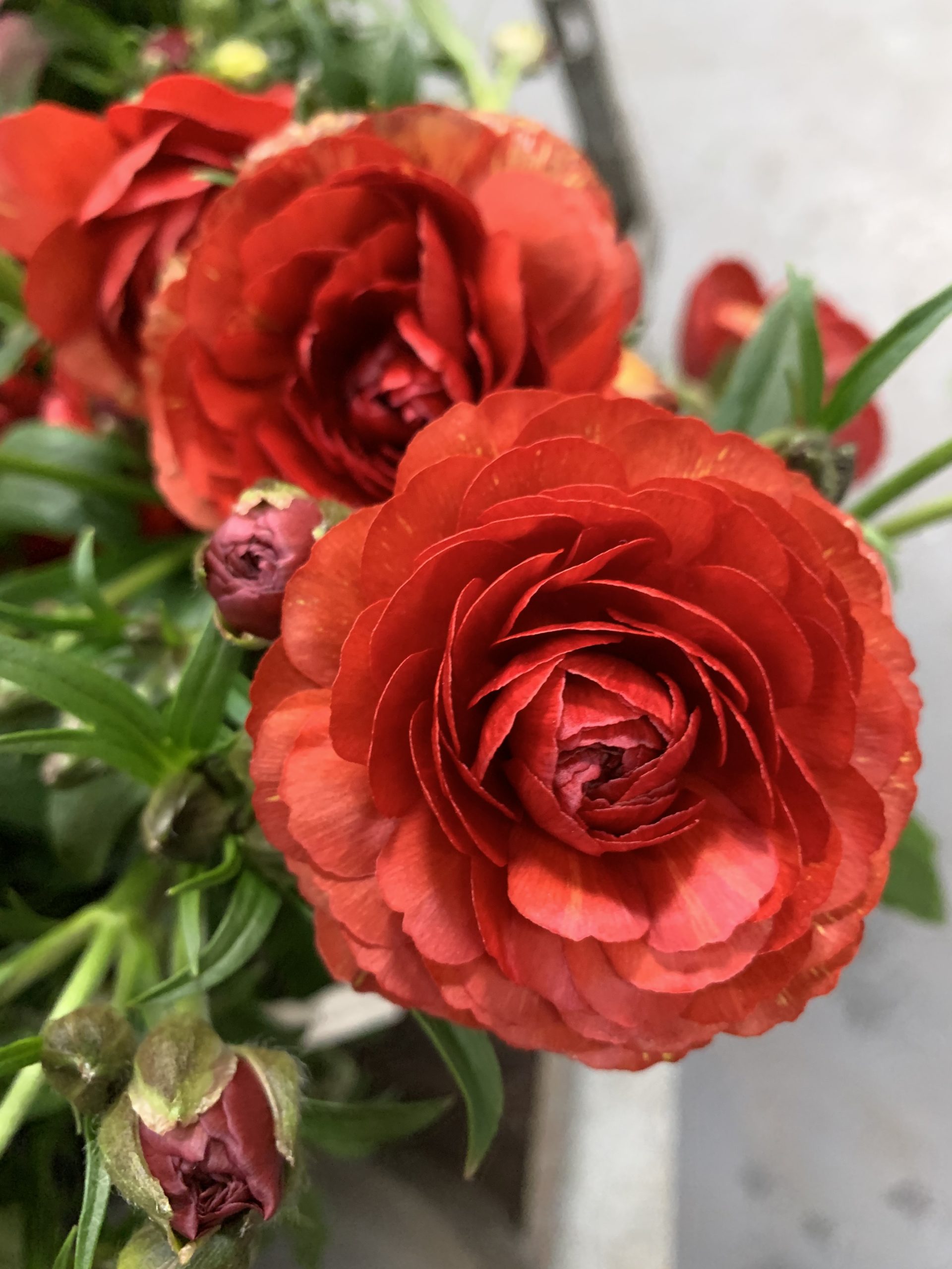 Red Ranunculus Flowers