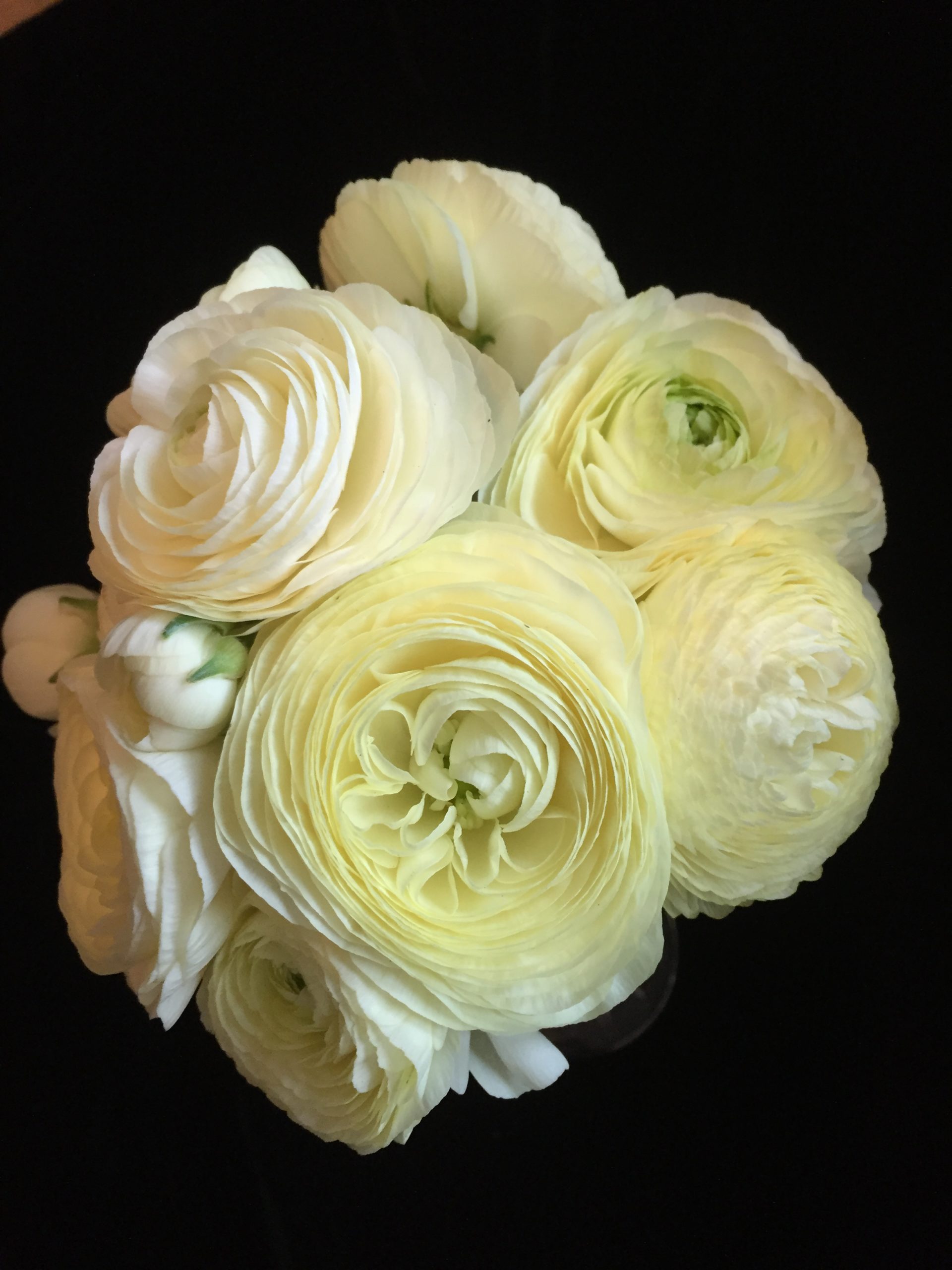 Ranunculus, pale yellow - Peterkort Roses