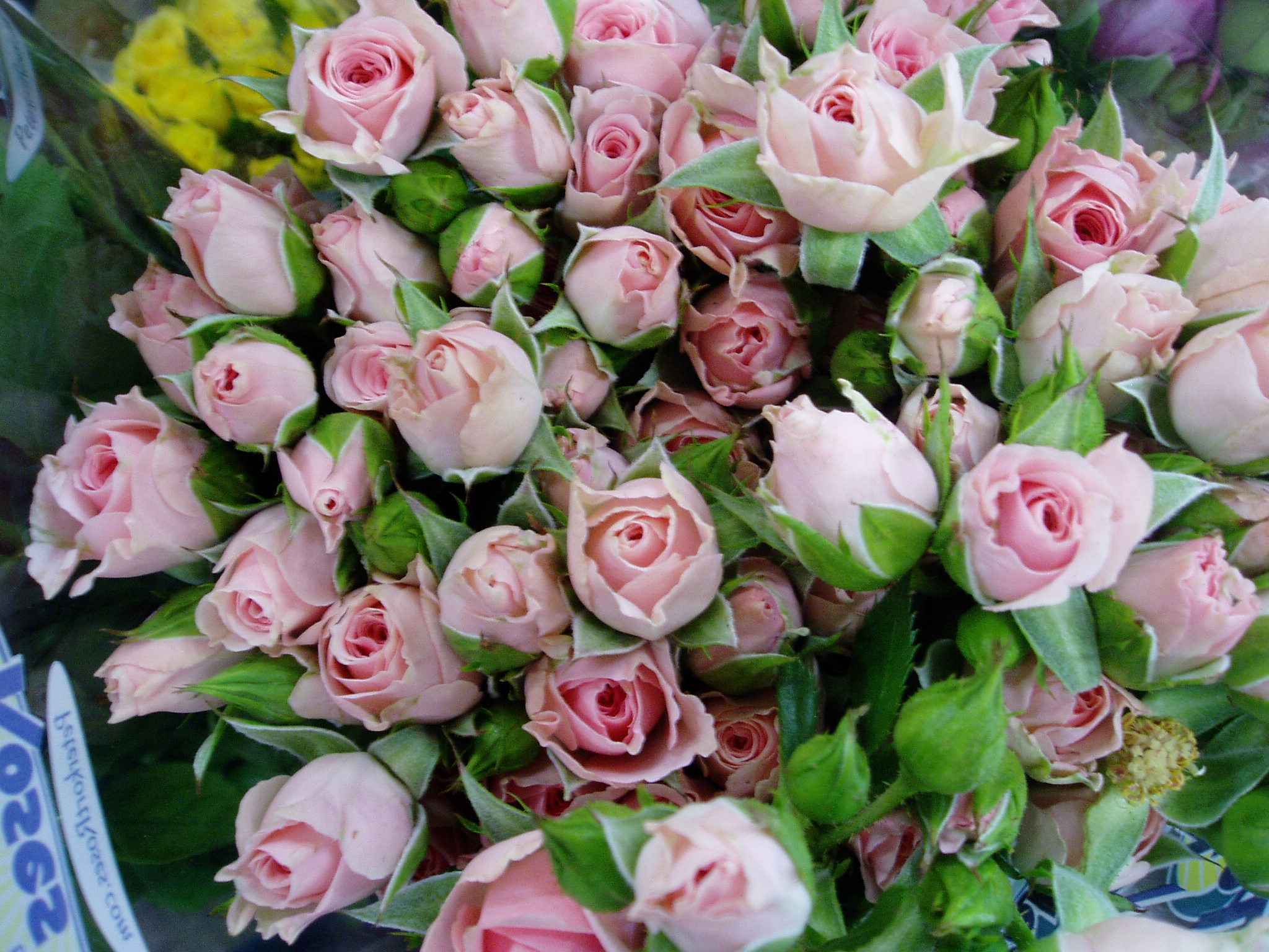 Lydia - Peterkort Roses