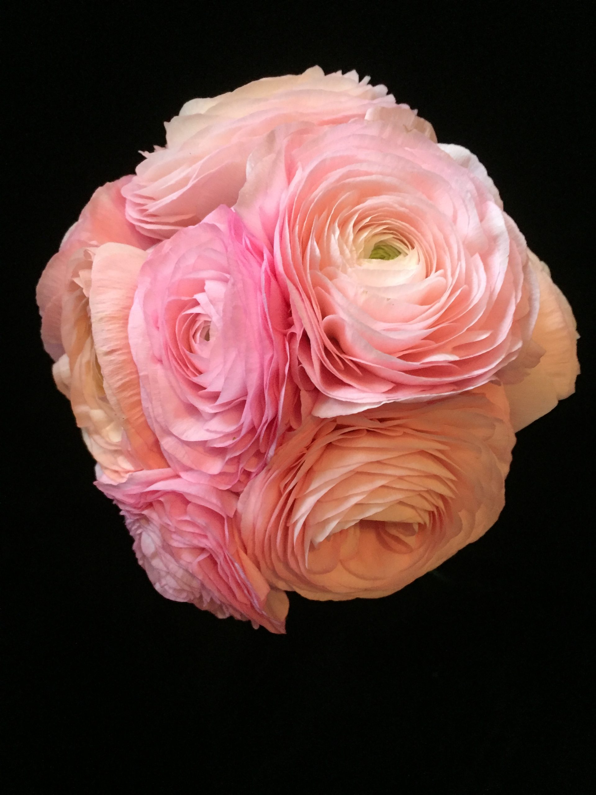 Ranunculus, salmon peach - Peterkort Roses