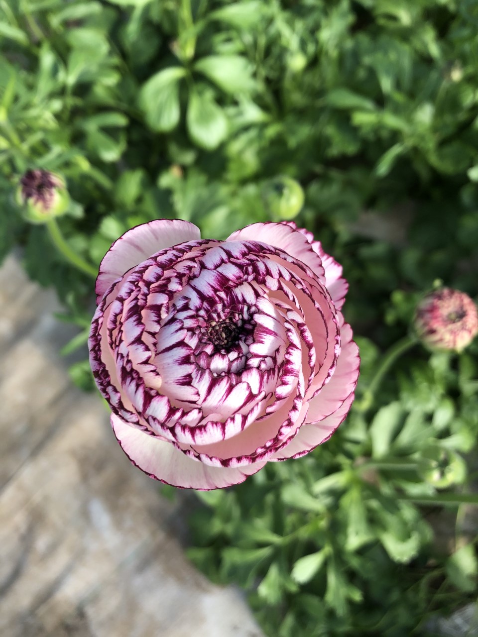 Ranunculus Archives - Peterkort Roses