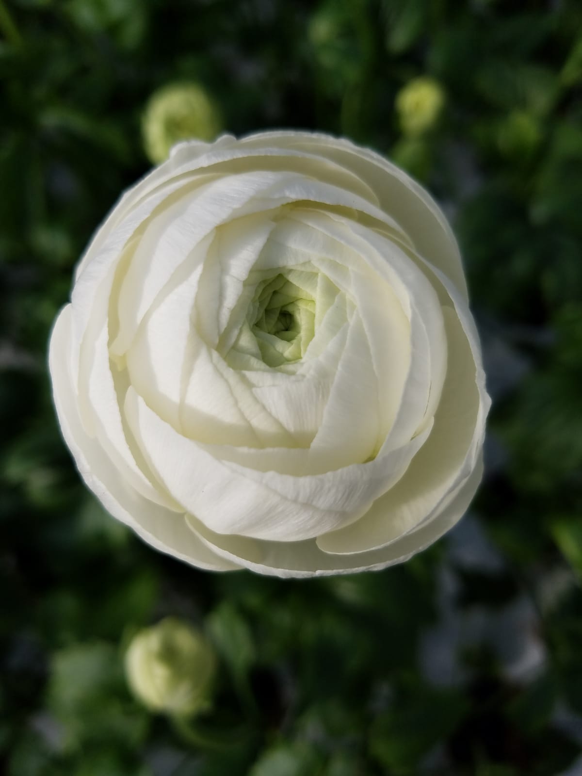 Ranunculus Archives - Peterkort Roses