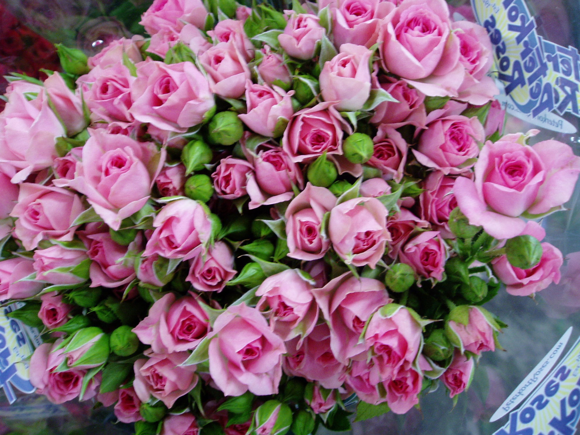 Gracia - Peterkort Roses