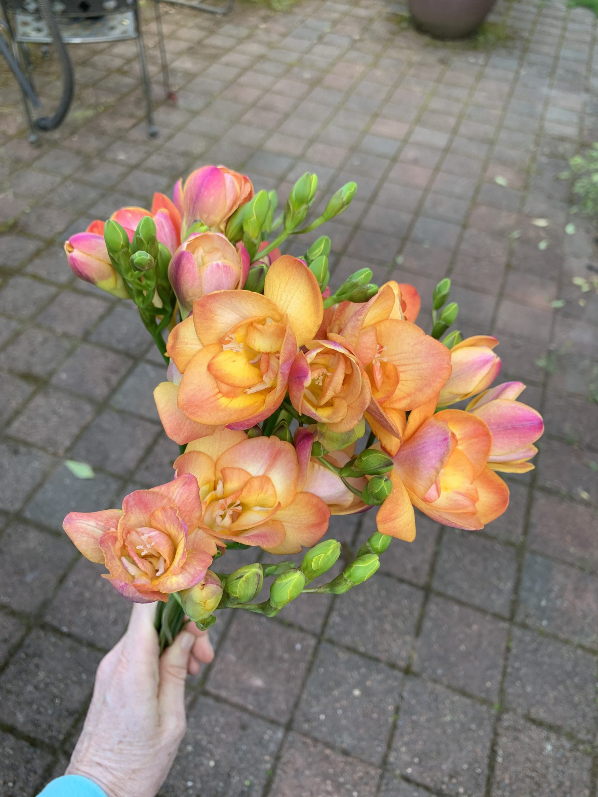 Freesia, peach - Peterkort Roses