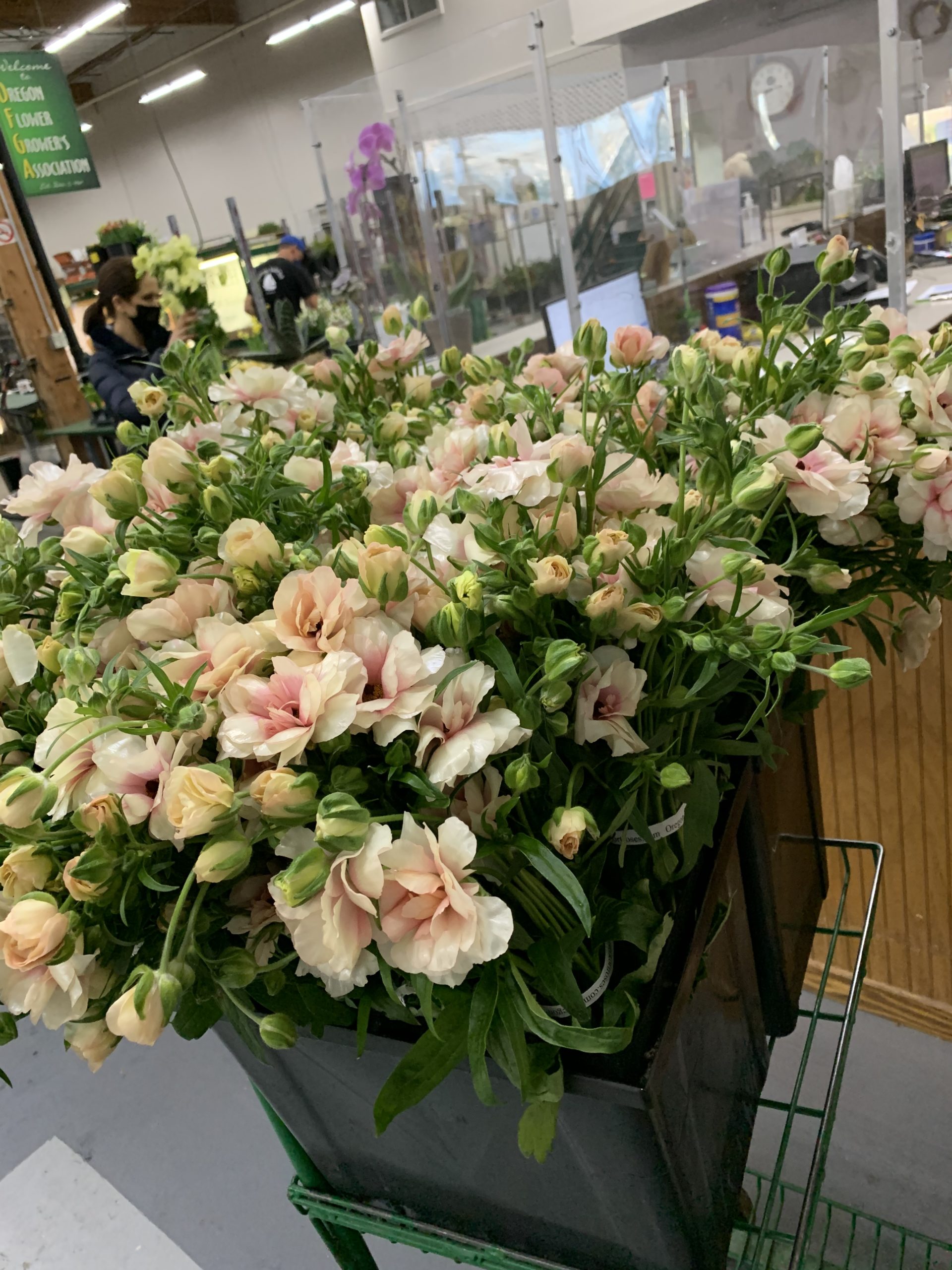 Butterfly Ranunculus, Blush - Peterkort Roses