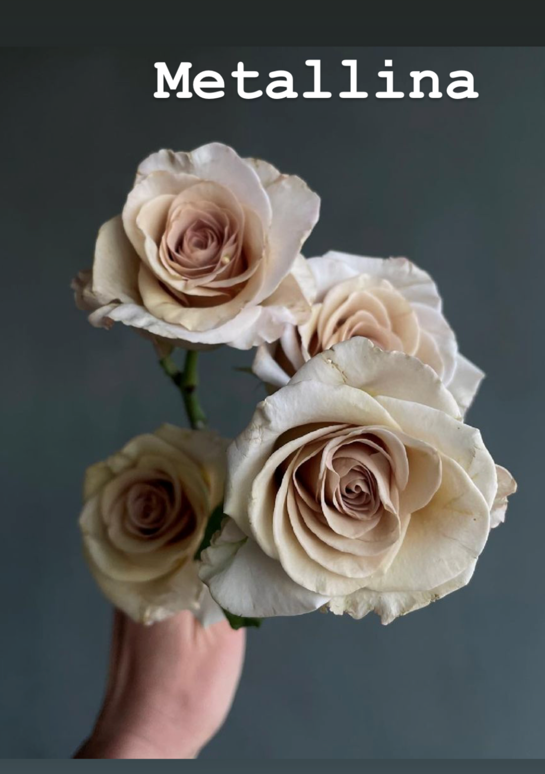 Metallina - Peterkort Roses