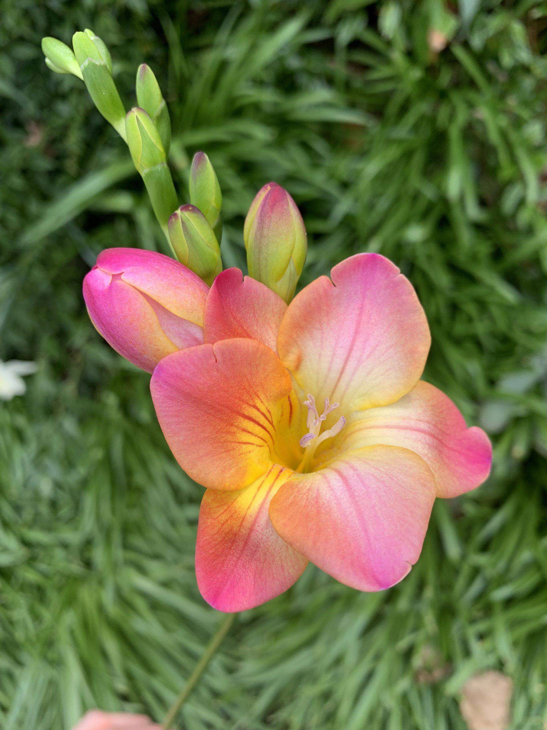Freesia, Coral - Peterkort Roses