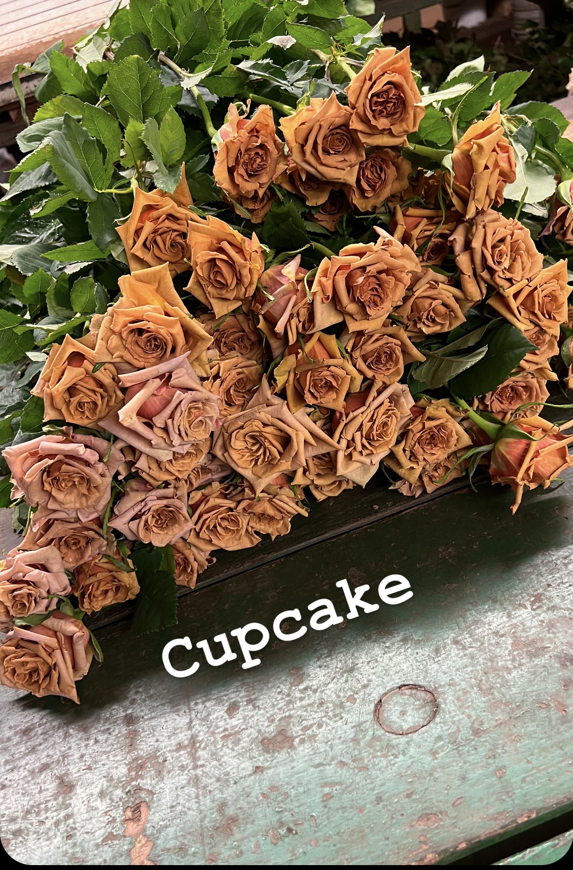 Cupcake - Peterkort Roses